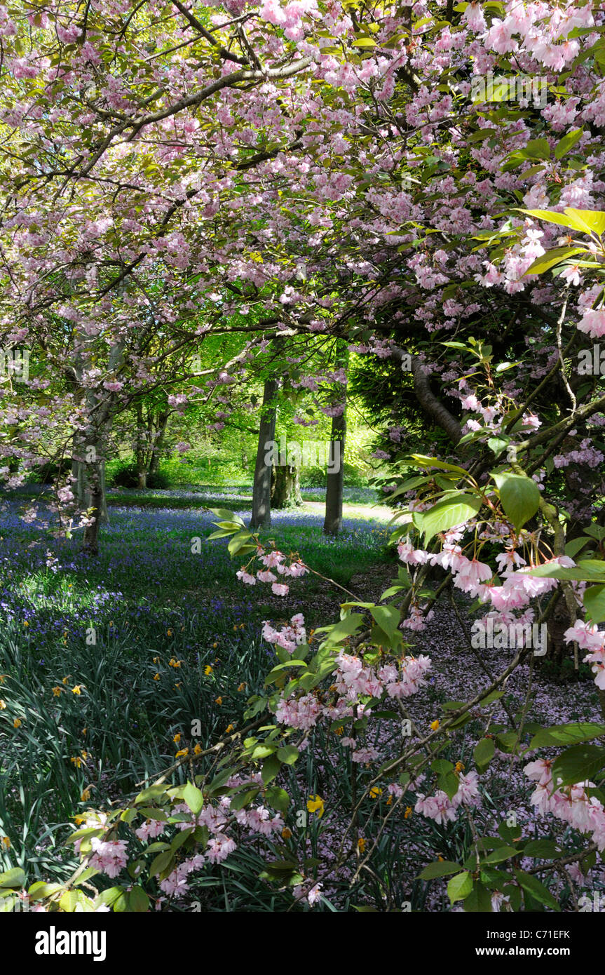 Prunus Pink Cherry blossom on trees in orchard Stock Photo - Alamy