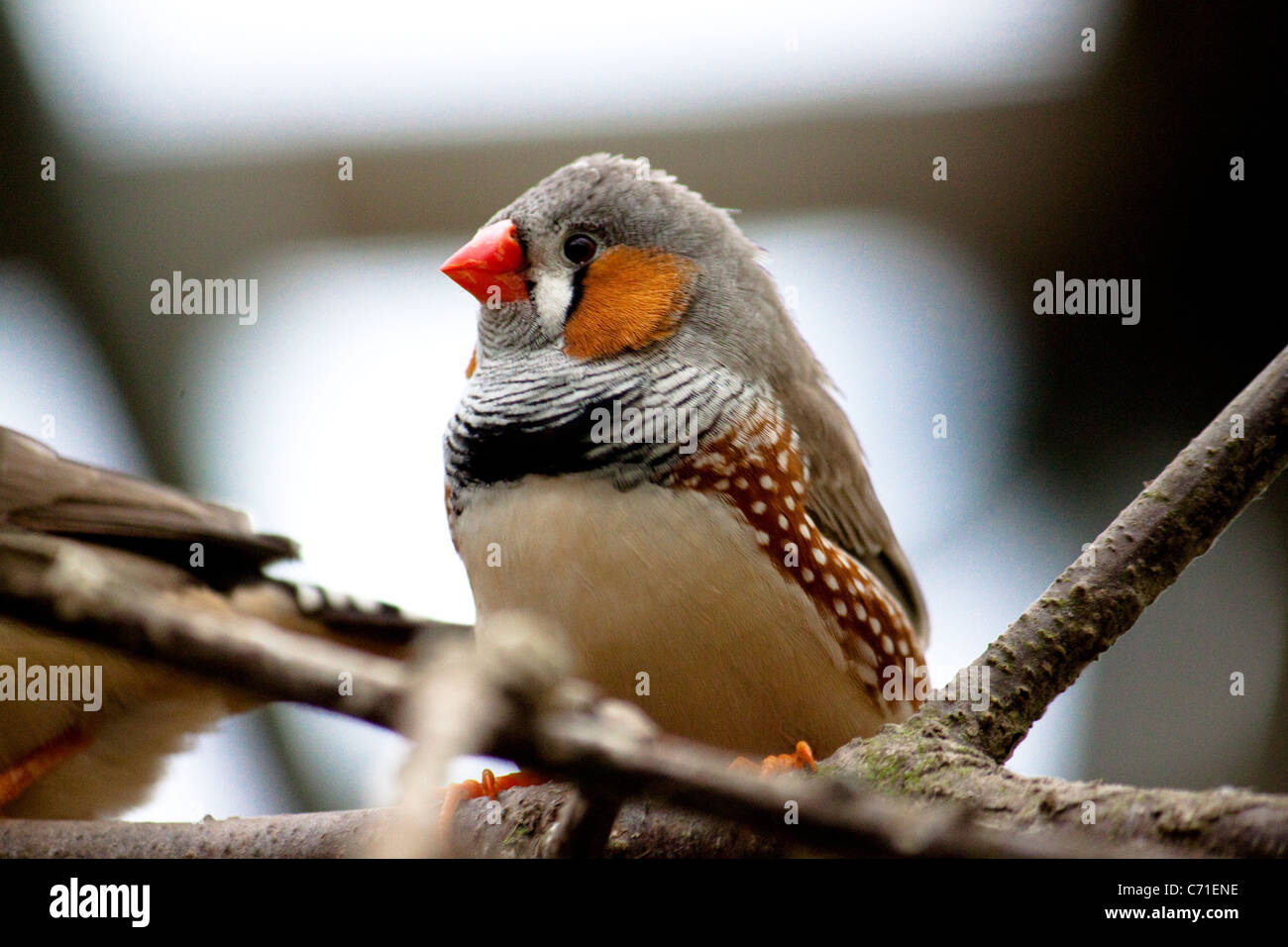 Zoom bird hi-res stock photography and images - Alamy