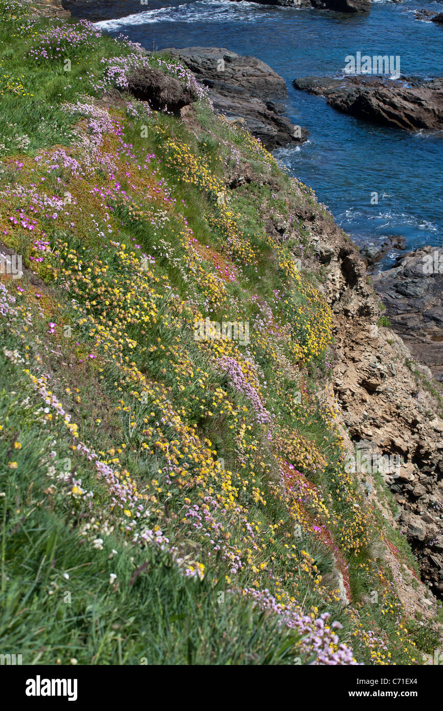 Lizard Wildflower cliff. A grassy cliff overflows with coloured flowers ...