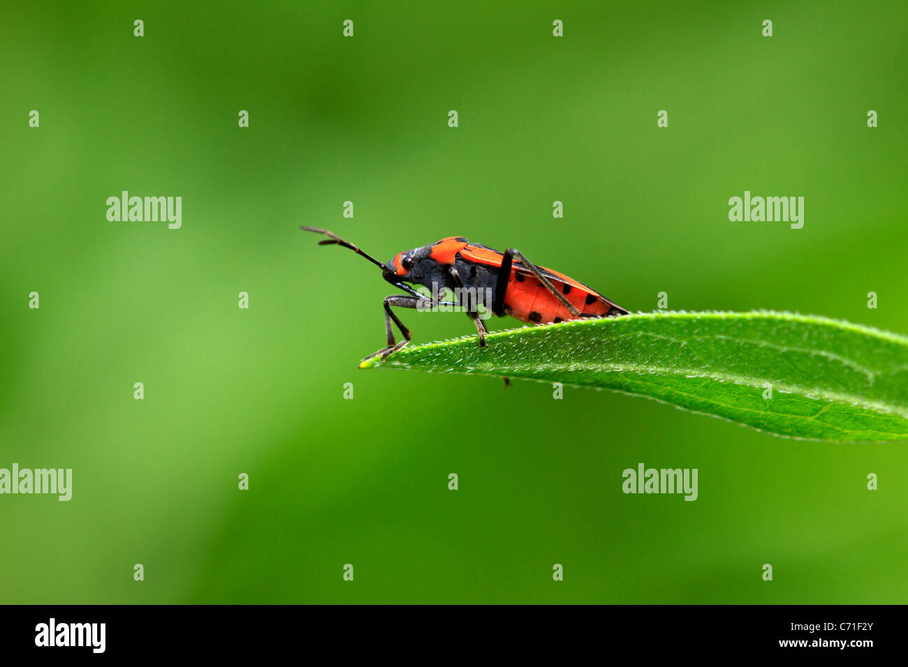 False Milkweed Bug (Lygaeus turcicus Stock Photo - Alamy