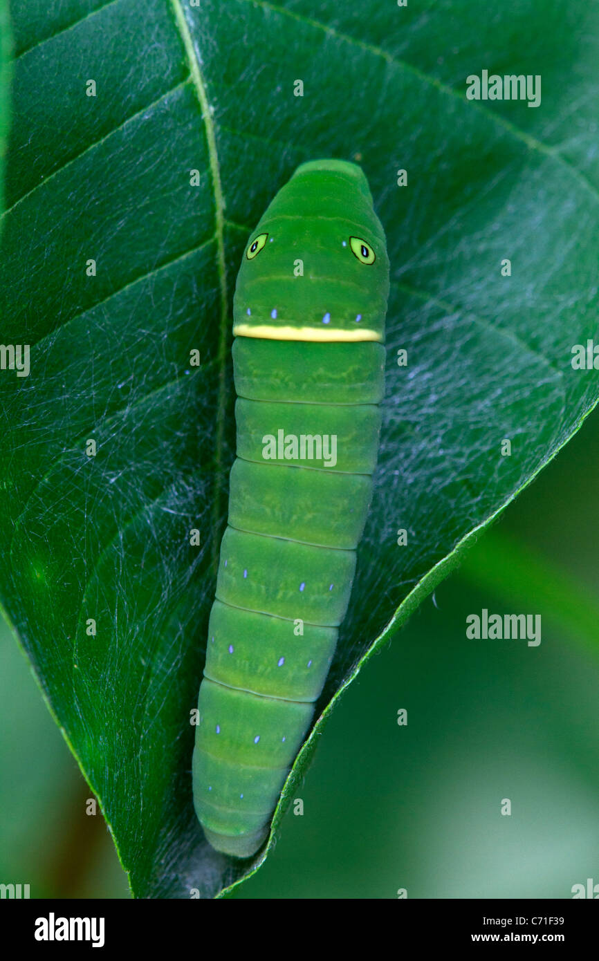 Caterpillar of the Eastern Tiger Swallowtail (Papilio glaucus Stock ...