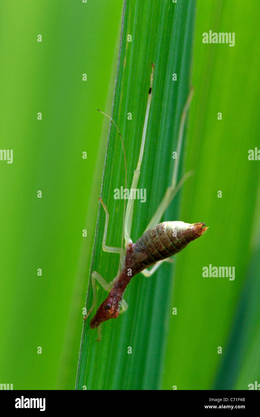 Two spotted tree cricket hi-res stock photography and images - Alamy