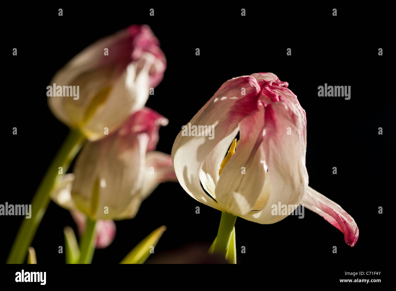 Faded and Dying Tulips. Faded pink and white tulips in the morning sun ...