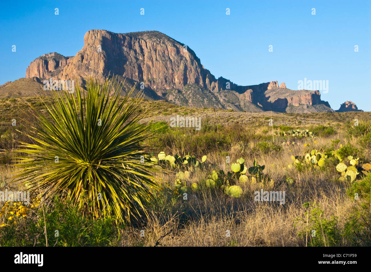 Chisos Mountains in early morning light, in Big Bend National Park in ...