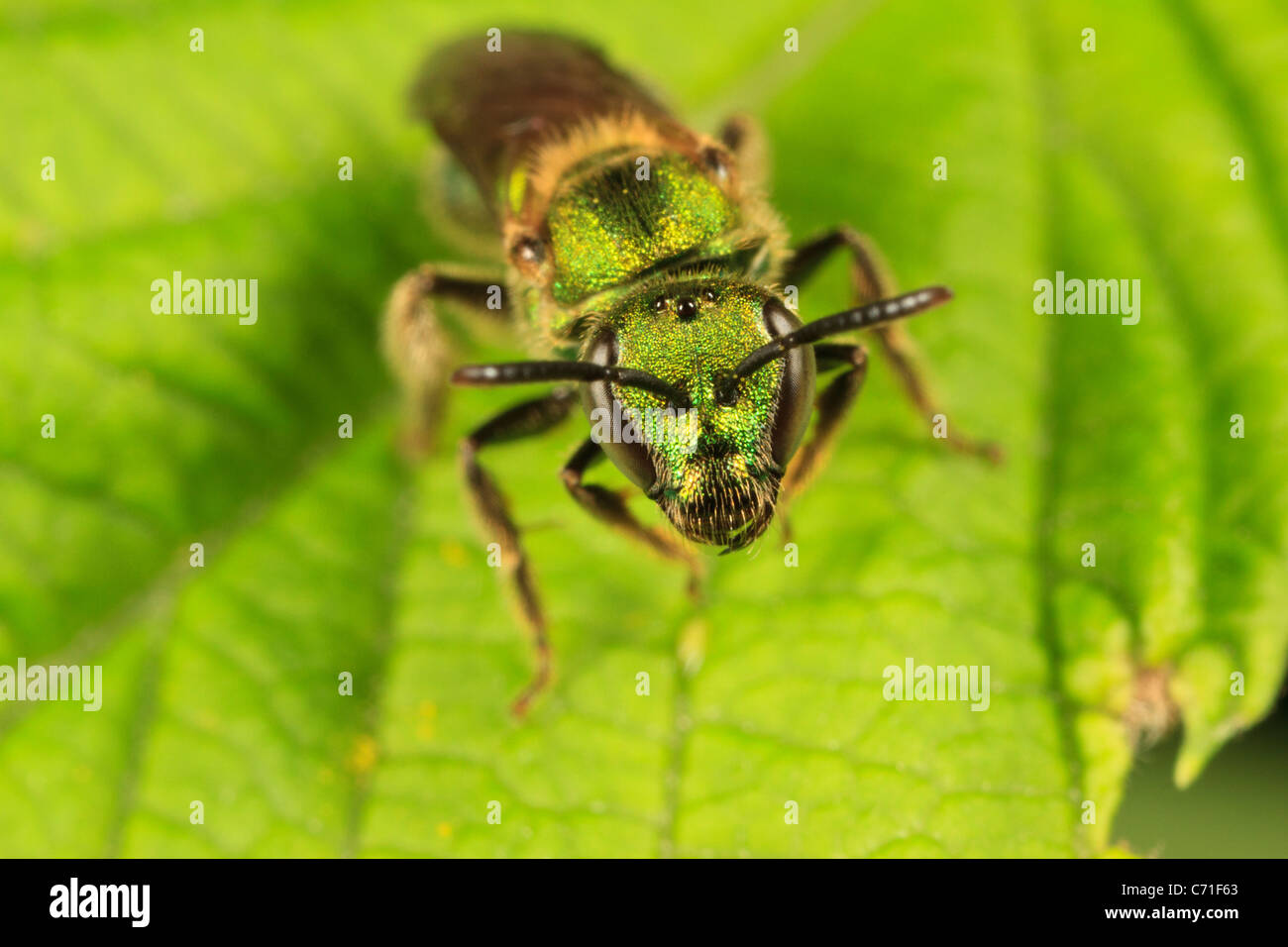 Sweat Bee High Resolution Stock Photography and Images - Alamy
