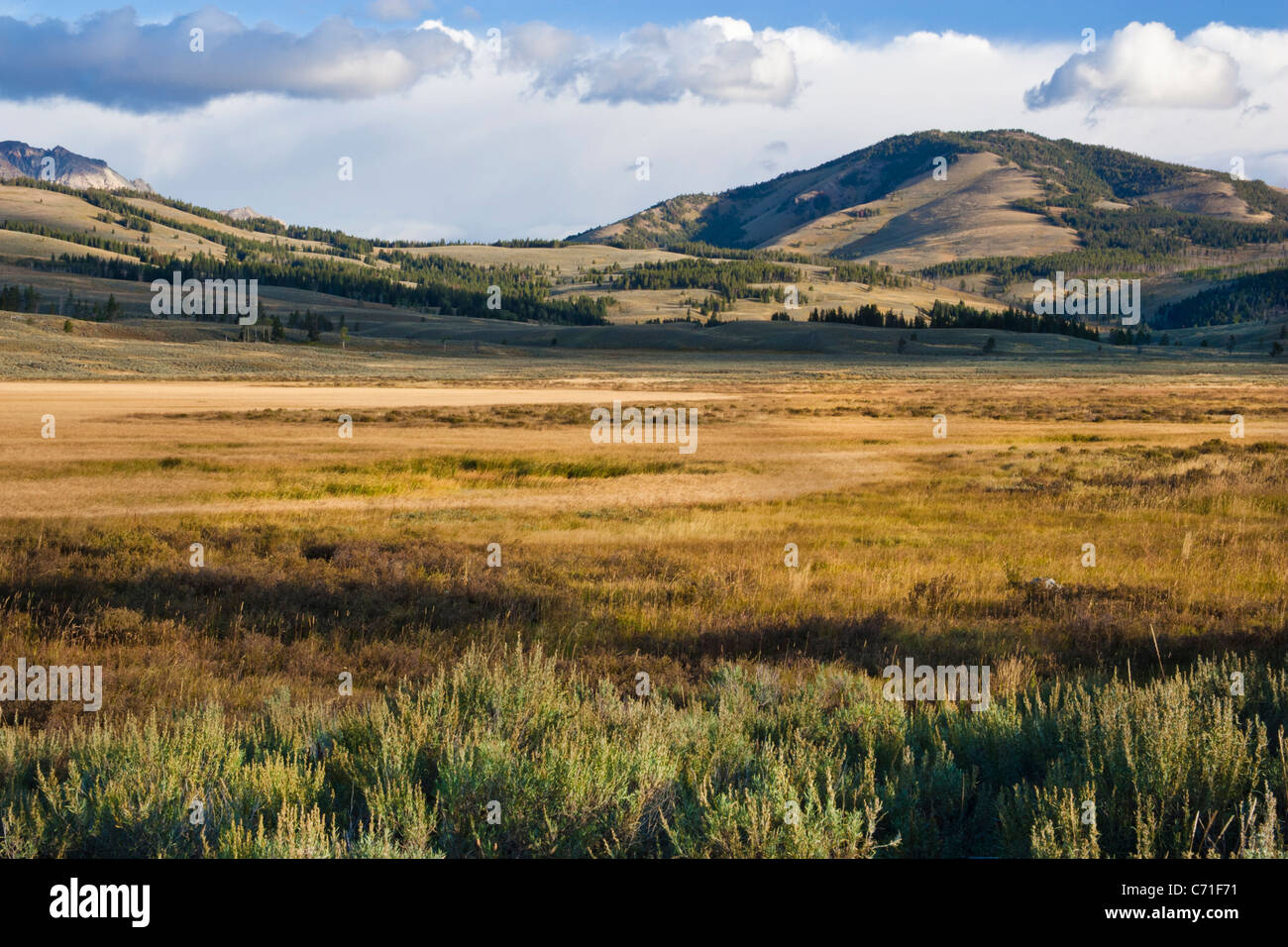 Yellowstone grass and mountains view hi-res stock photography and ...