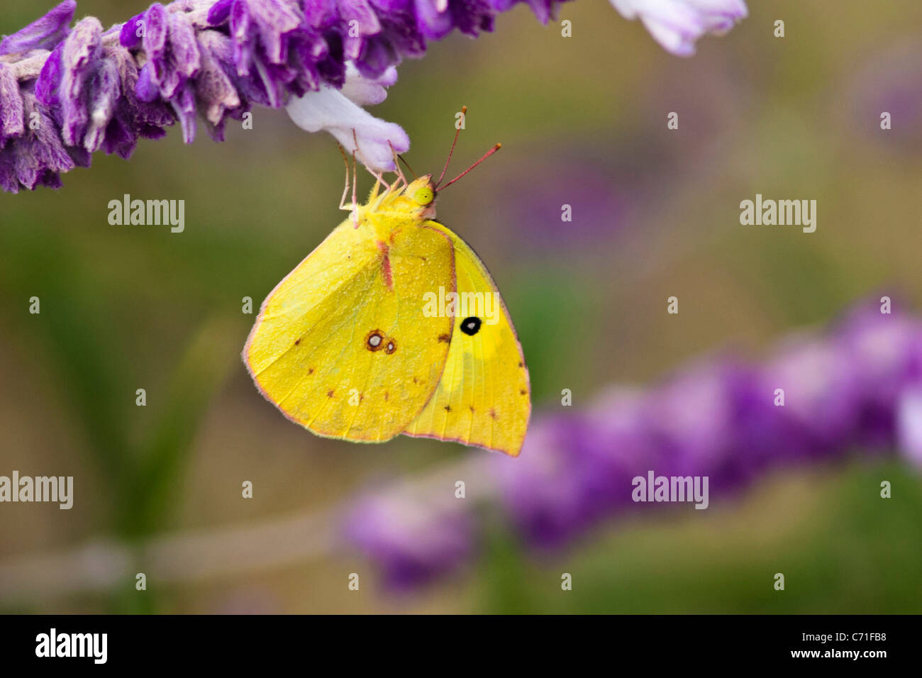 Southern Dogface Butterfly, Zerene cesonia, on Mexican Sage Bush flower ...