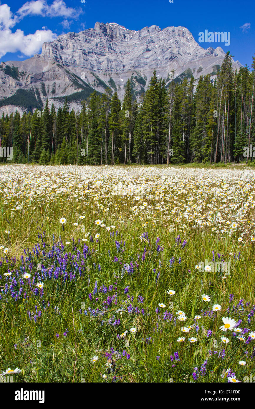 Wildflowers and Mt Rundle, on the side of Loop Minnewanka road in Banff ...