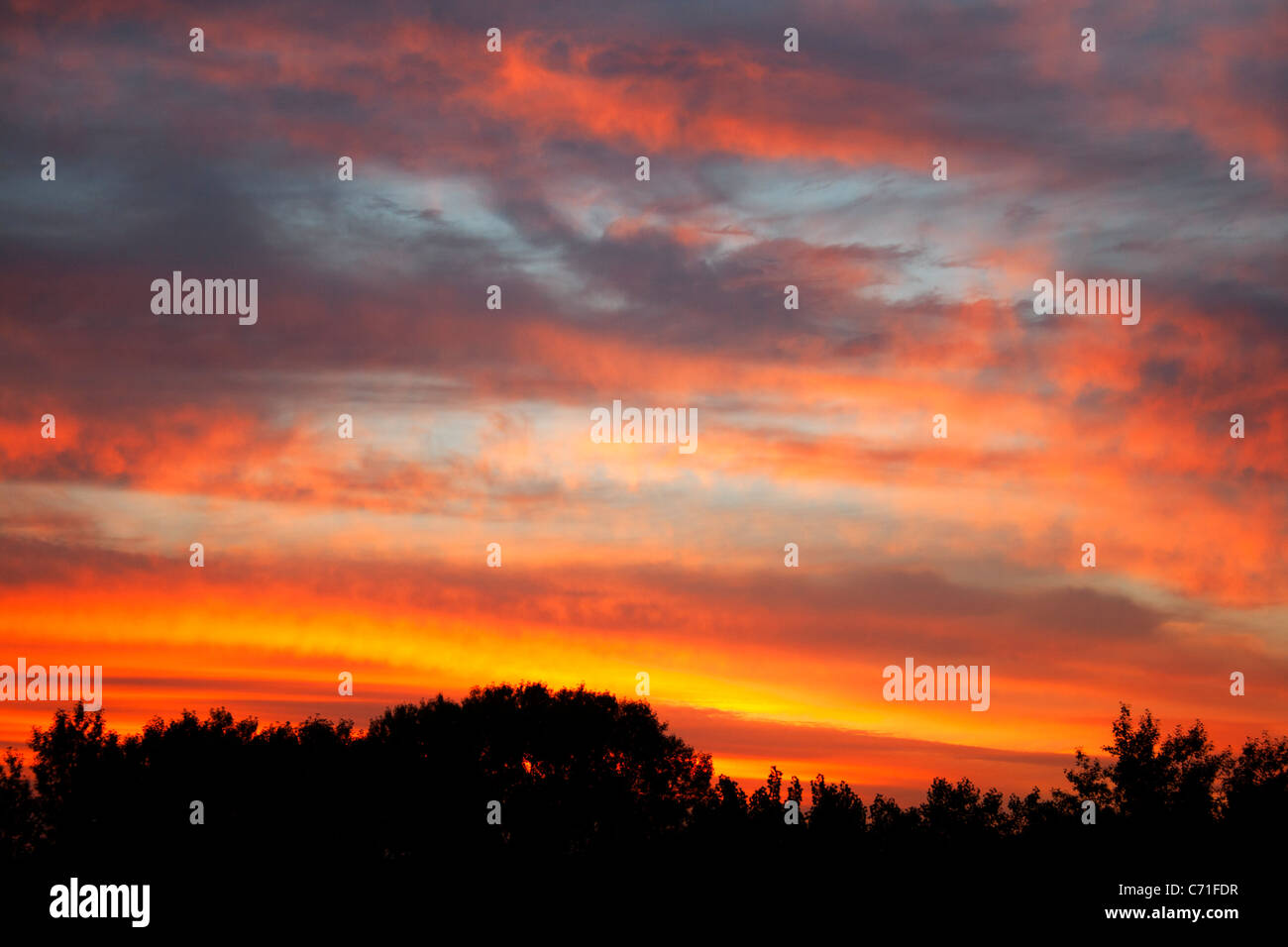 Dramatic sunset. Line of horizon silhouettes of trees Stock Photo - Alamy