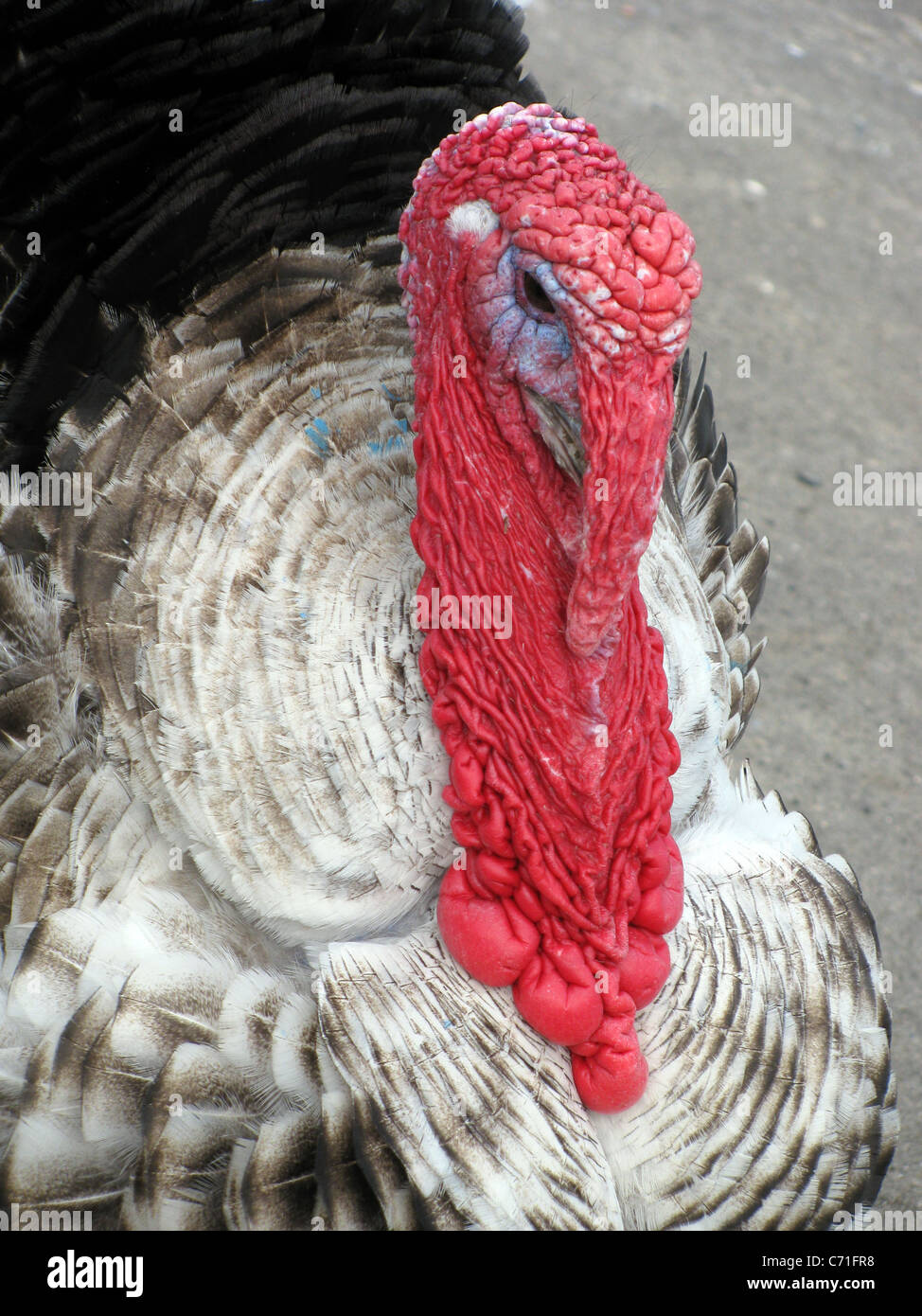 portrait of turkey Stock Photo - Alamy