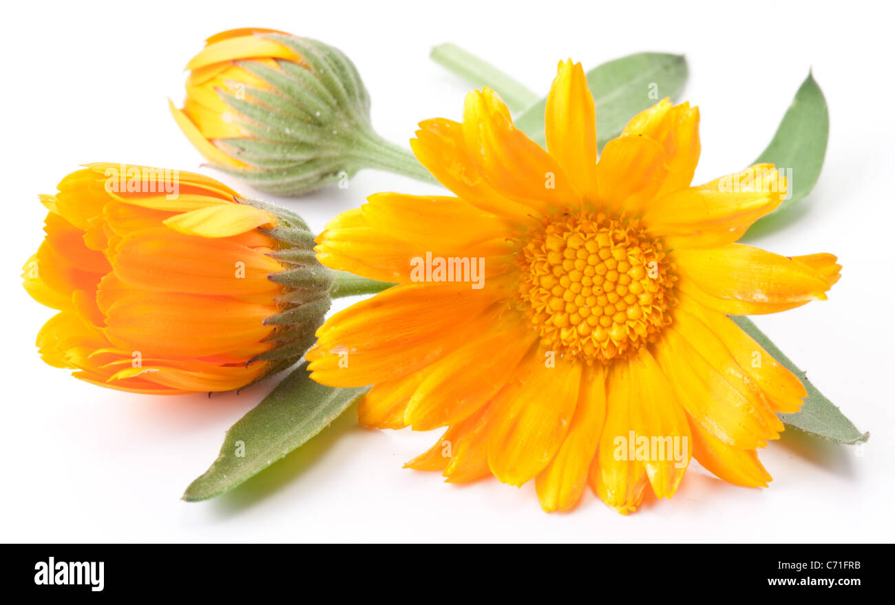 Calendula flower isolated on a white background Stock Photo - Alamy