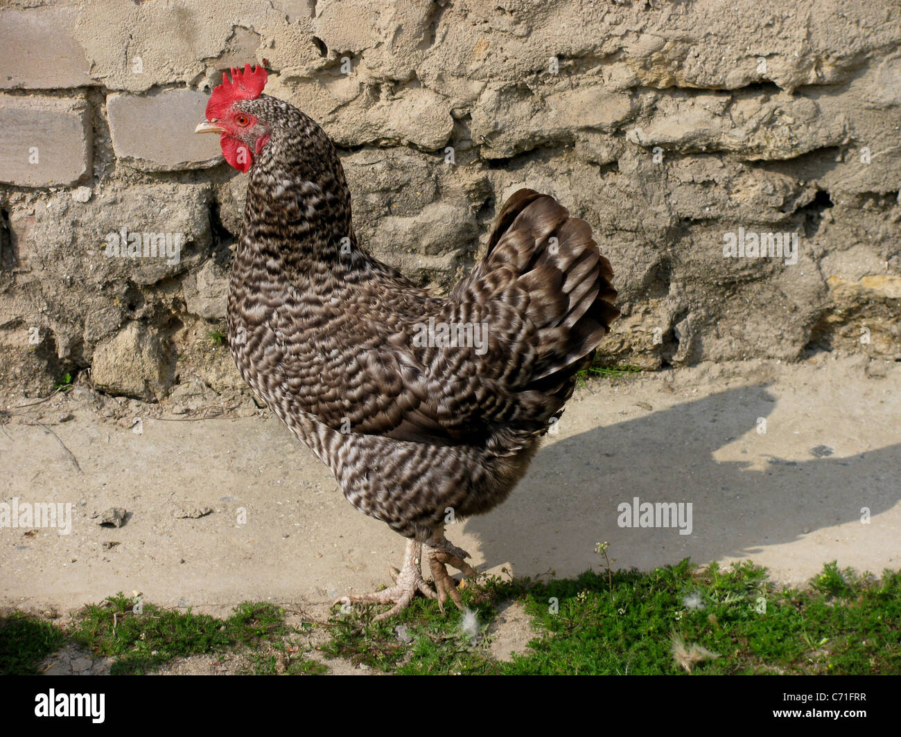 Hen egg hi-res stock photography and images - Alamy