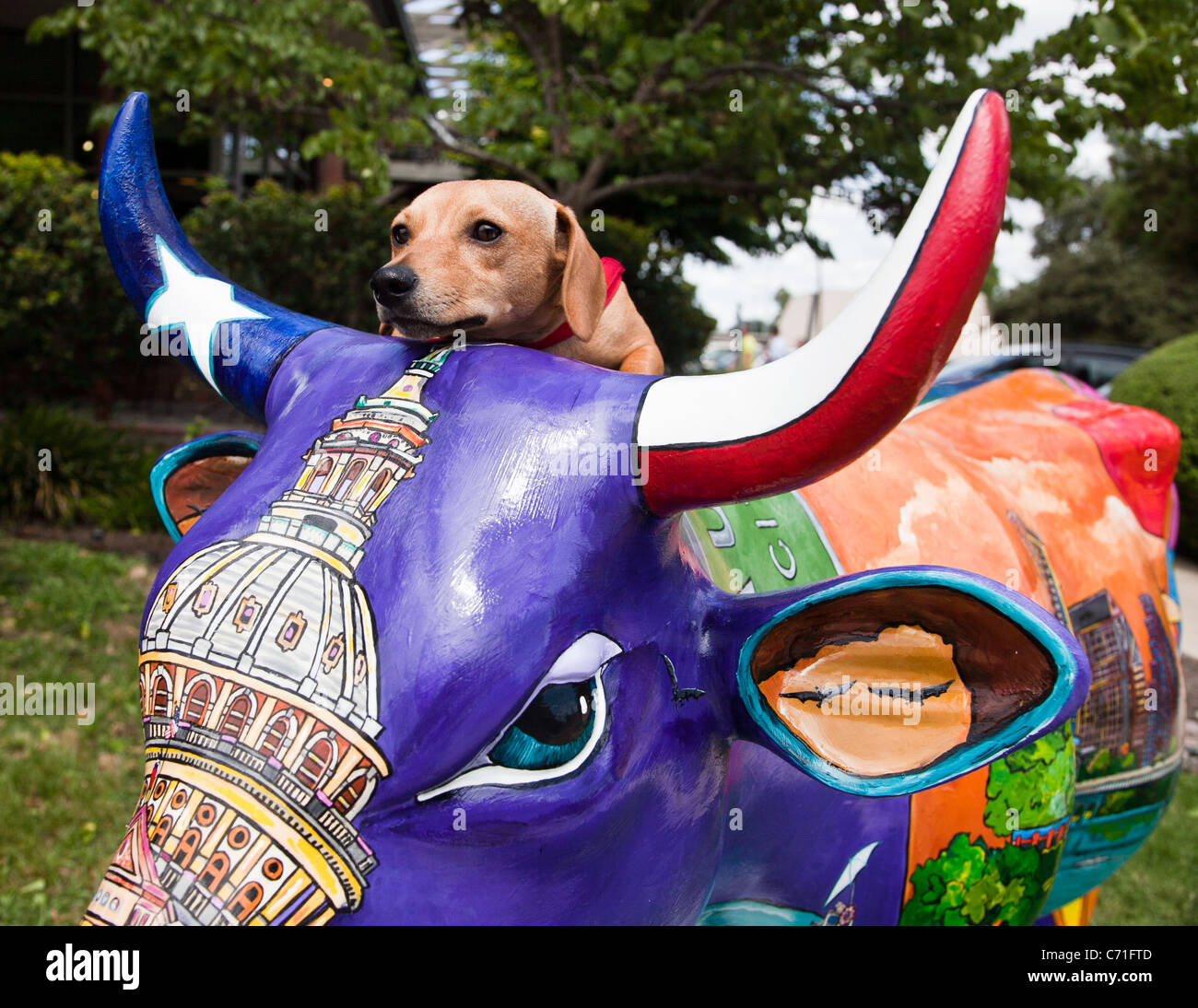 Downtown austin texas dog hi-res stock photography and images - Alamy