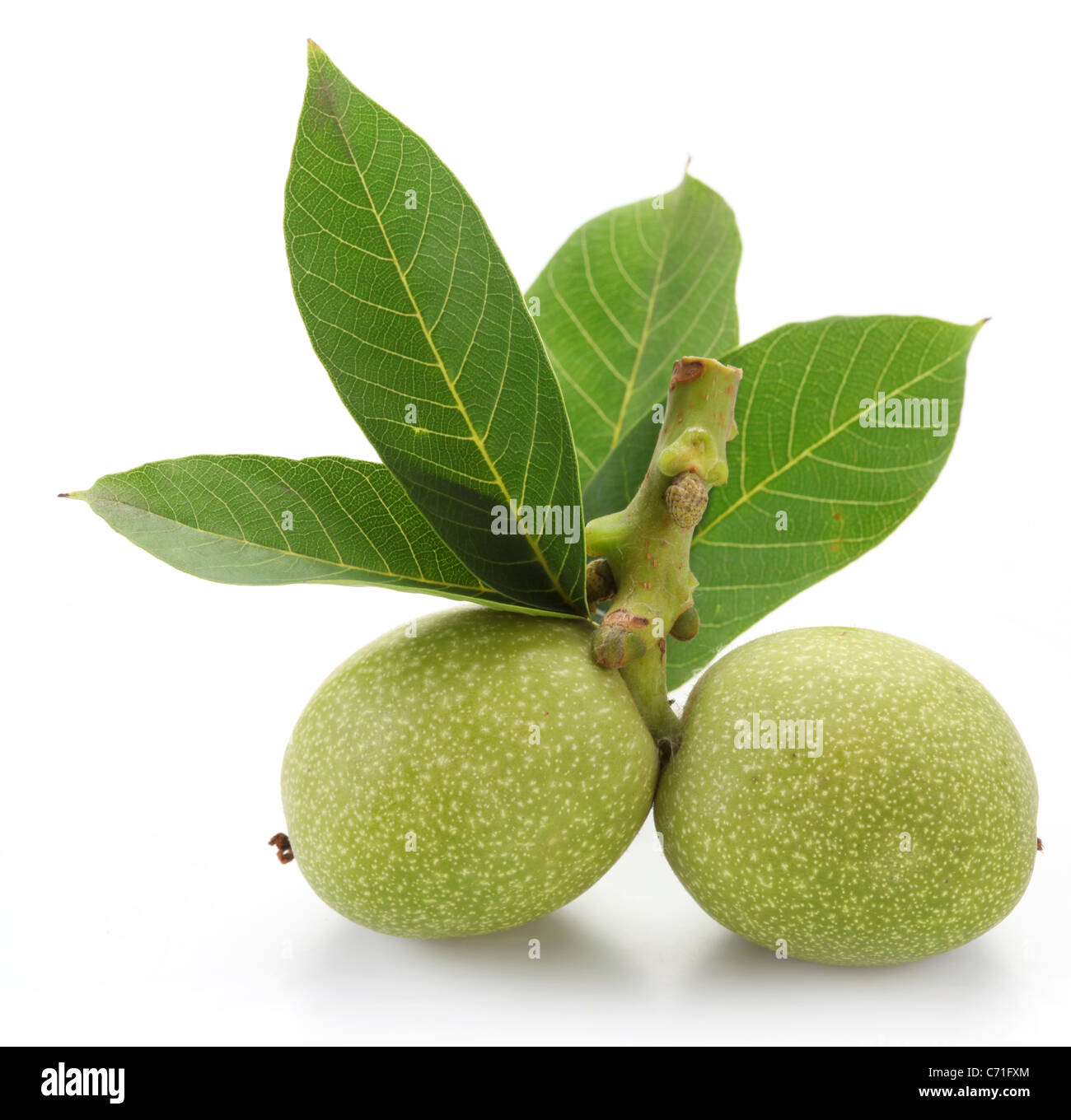 Walnut leaves hi-res stock photography and images - Alamy