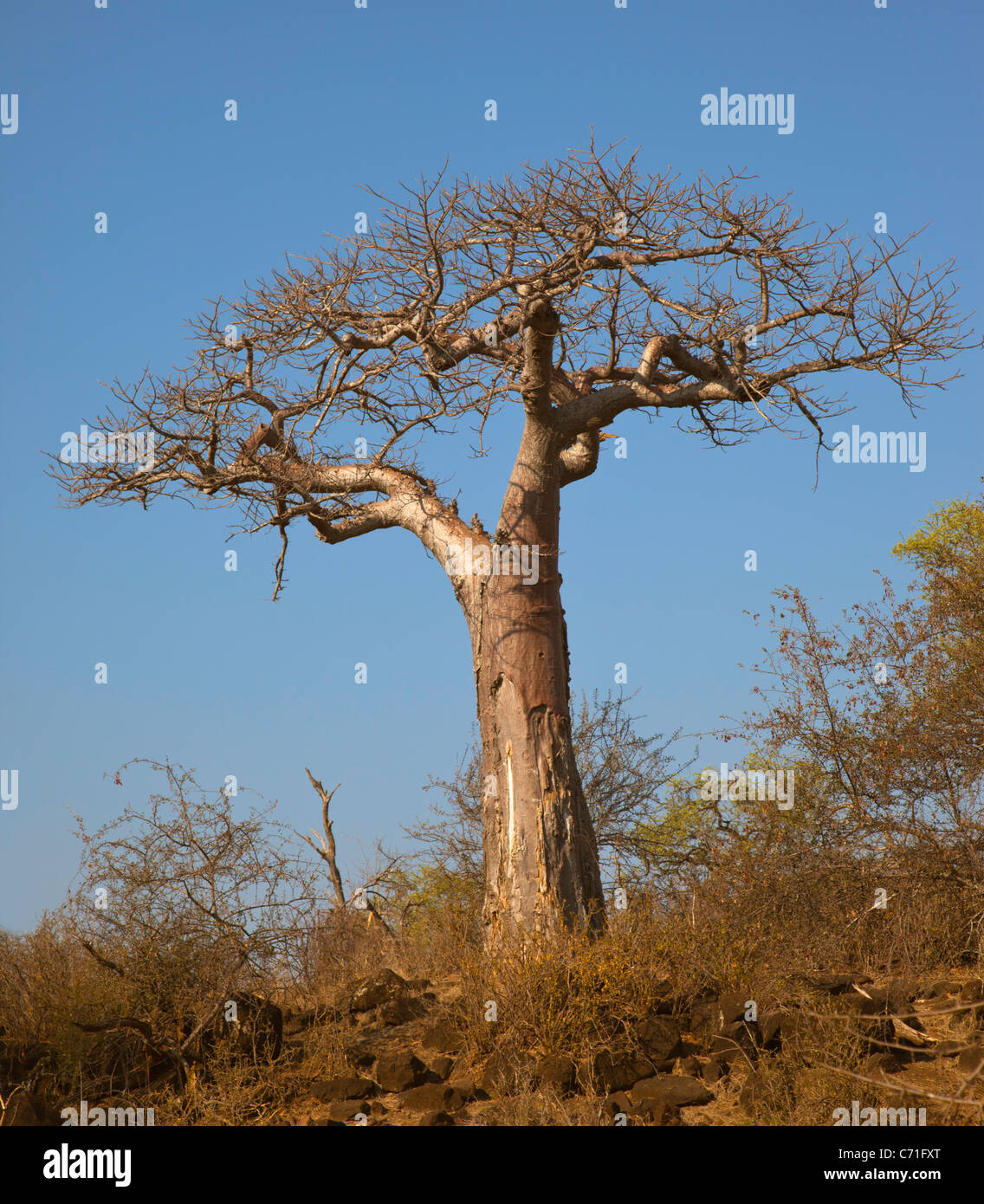 Boabab tree hi-res stock photography and images - Alamy