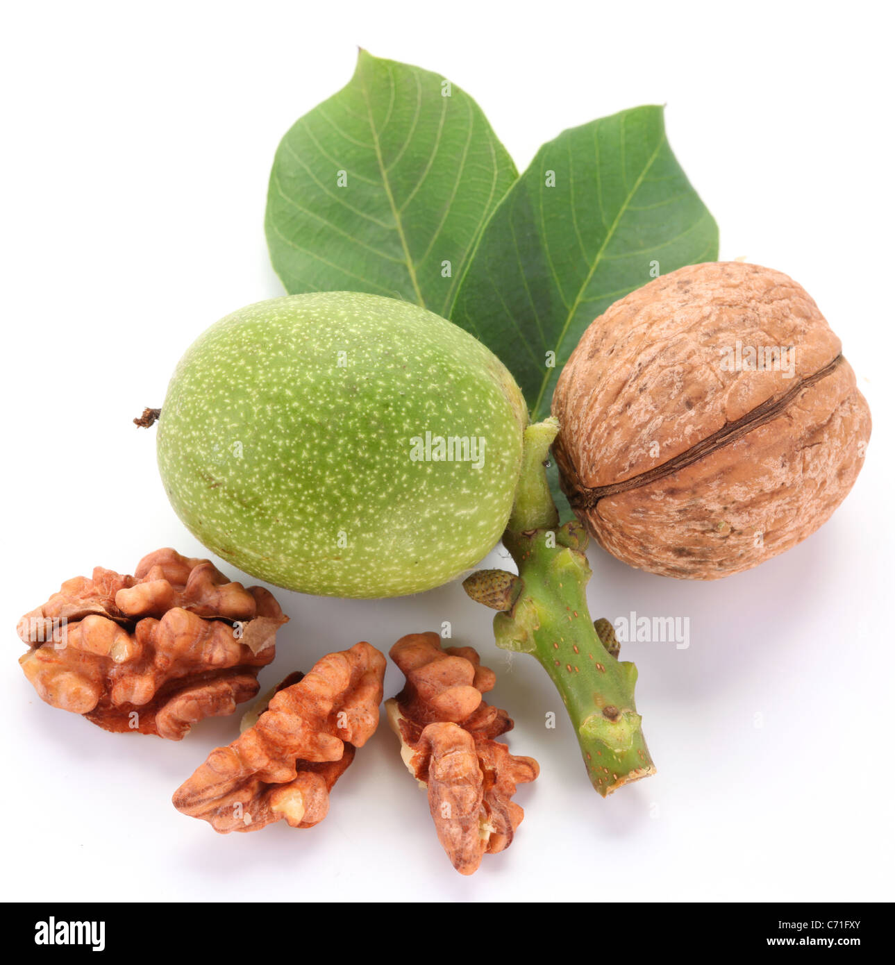 Green walnut; peeled walnut and its kernels. Isolated on a white ...