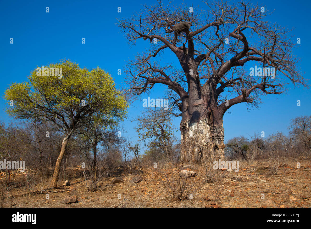 Boabab leaves hi-res stock photography and images - Alamy