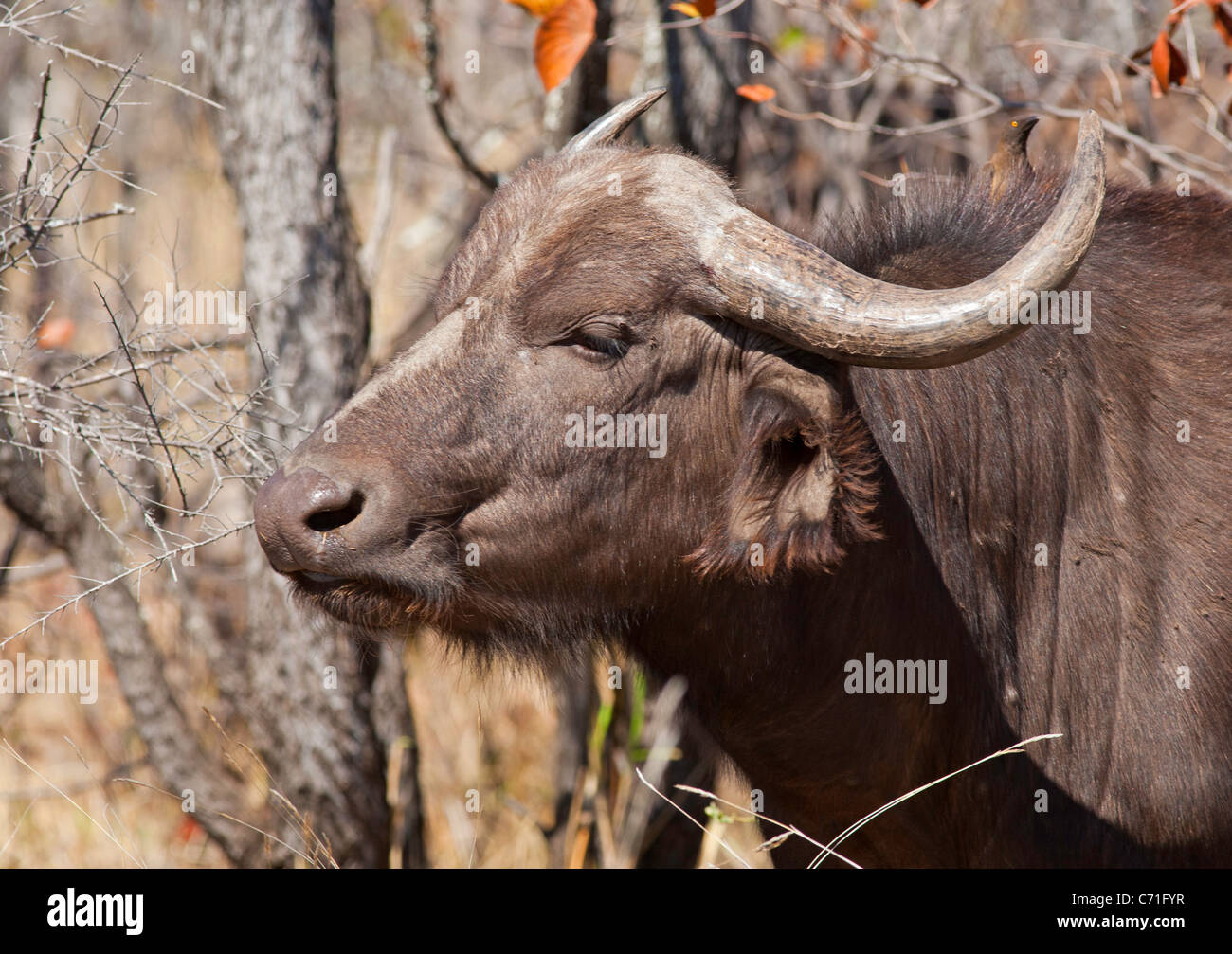 buffalo cow portrait Stock Photo - Alamy
