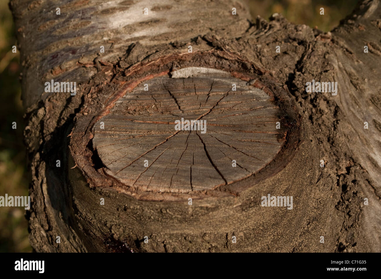 Branch cut hi-res stock photography and images - Alamy