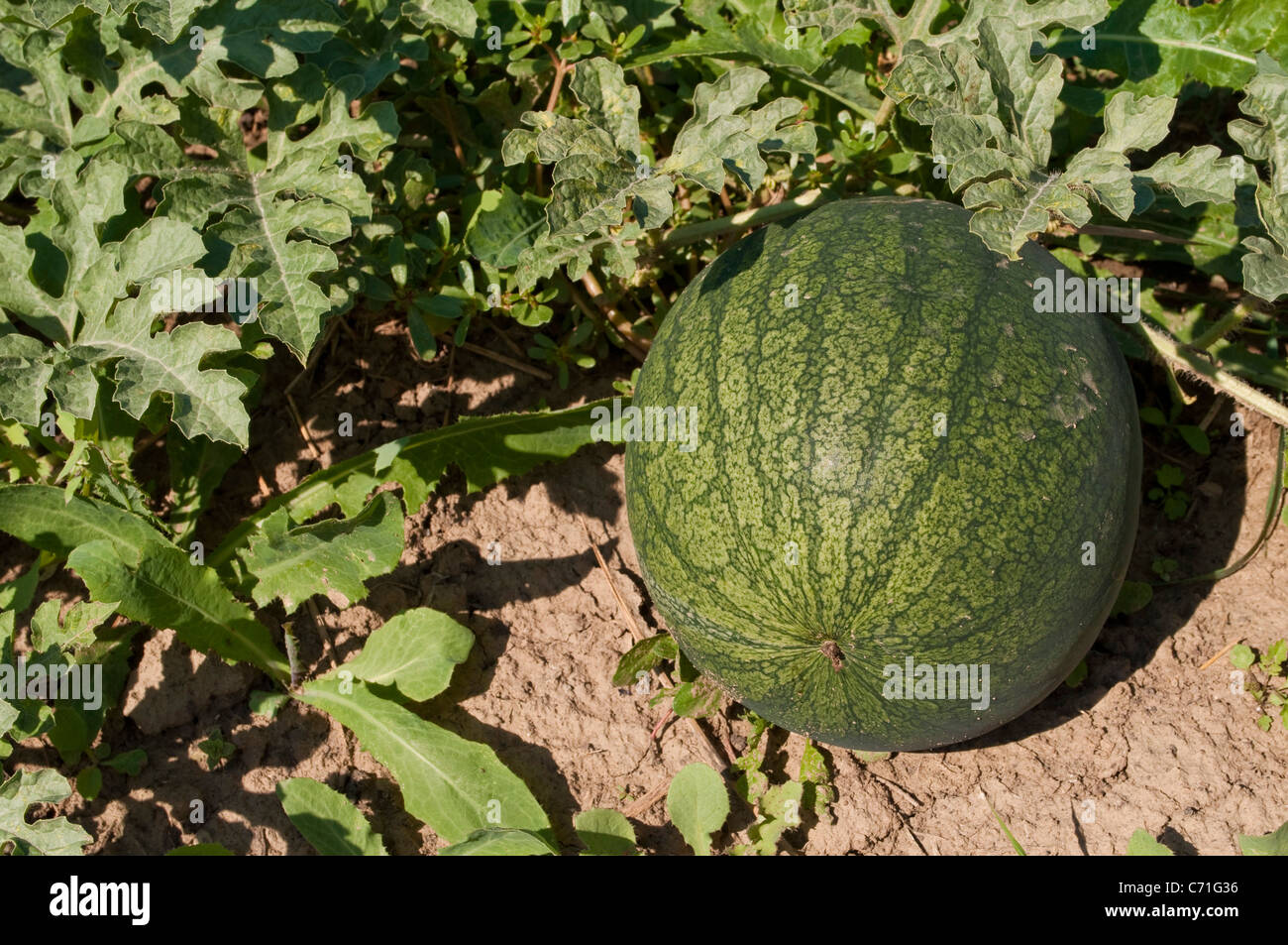 Watermelon sweet hi-res stock photography and images - Alamy