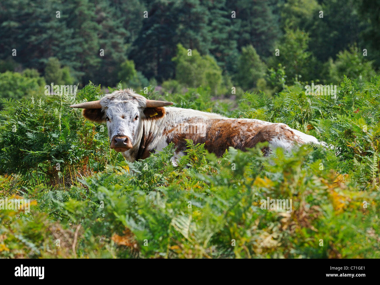 The English Longhorn cattle resting or feeding in Sherwood forest ...