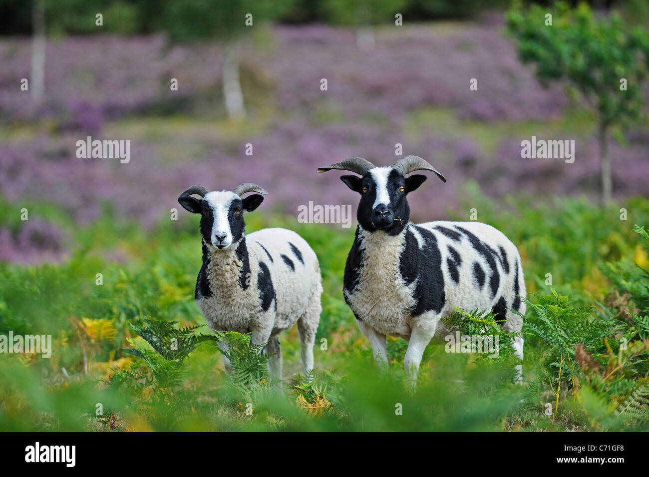 The Jacob Sheep which is an ancient breed of horned sheep being ...