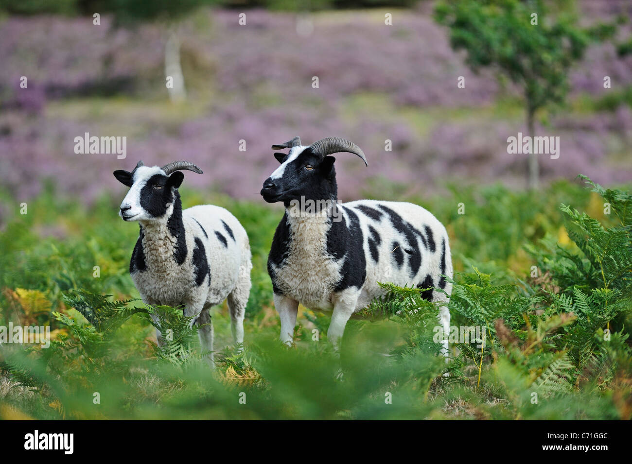 The Jacob Sheep which is an ancient breed of horned sheep being ...