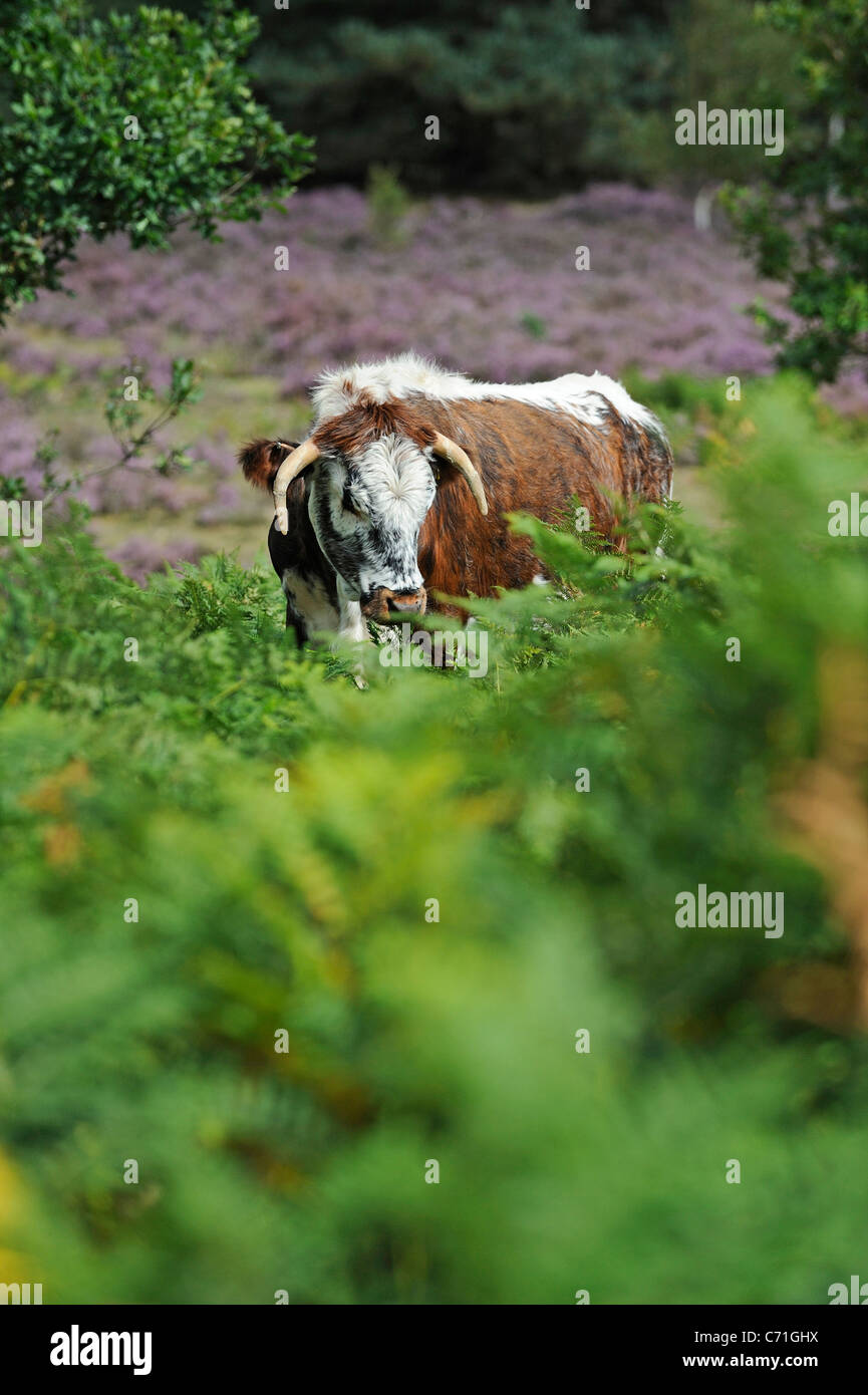The English Longhorn cattle resting or feeding in Sherwood forest ...