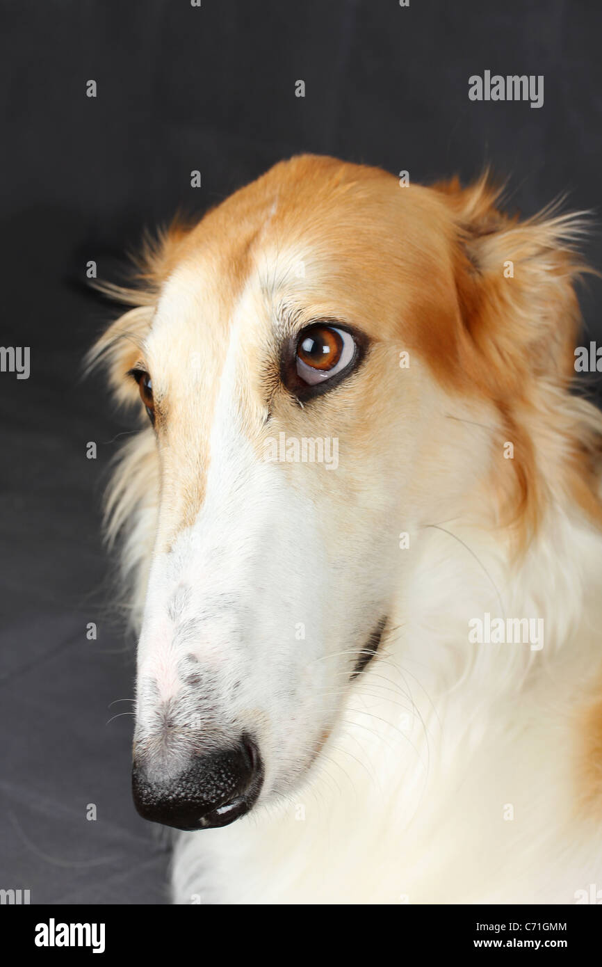 Russian greyhound hi-res stock photography and images - Alamy