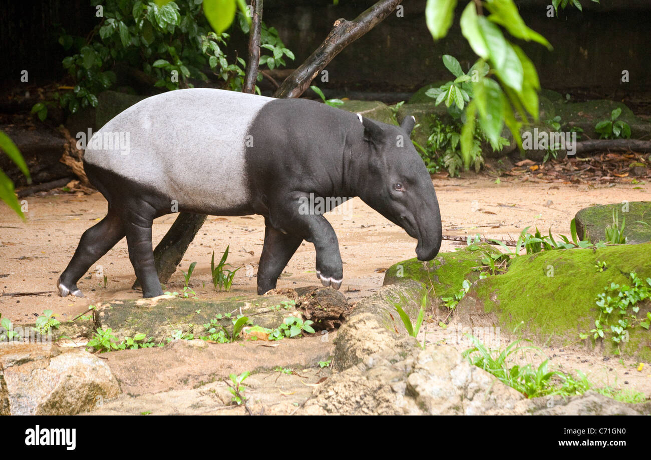 Malayan Tapir (Tapirus indicus) in Singapore Zoo, Asia Stock Photo - Alamy