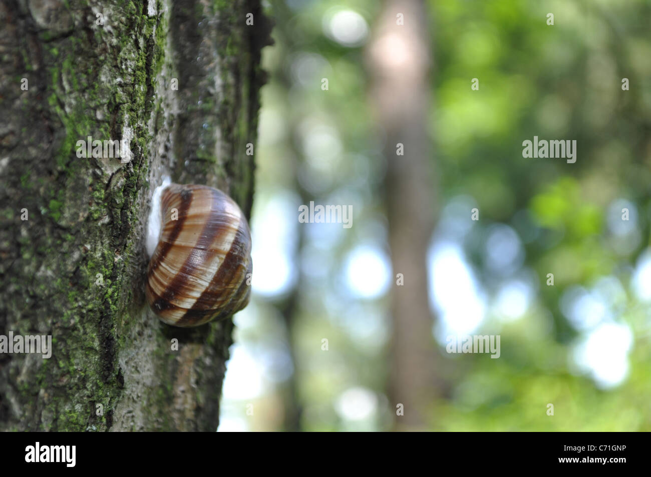 Snail on the tree with forest background Stock Photo - Alamy