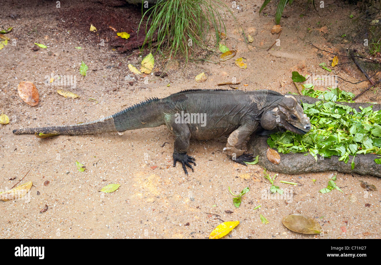 Rhinoceros Iguana, (Cyclura cornuta) primarily found in the Caribbean ...