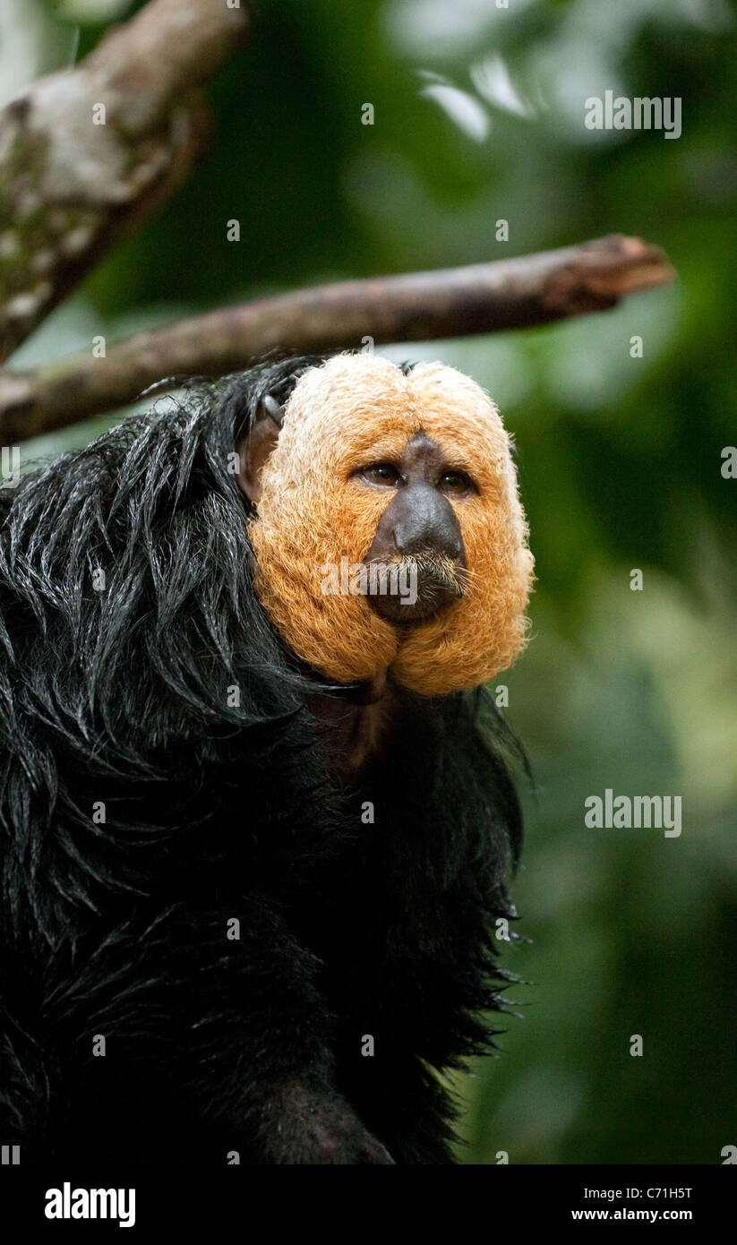 White faced Saki monkey, Singapore zoo, Asia Stock Photo - Alamy
