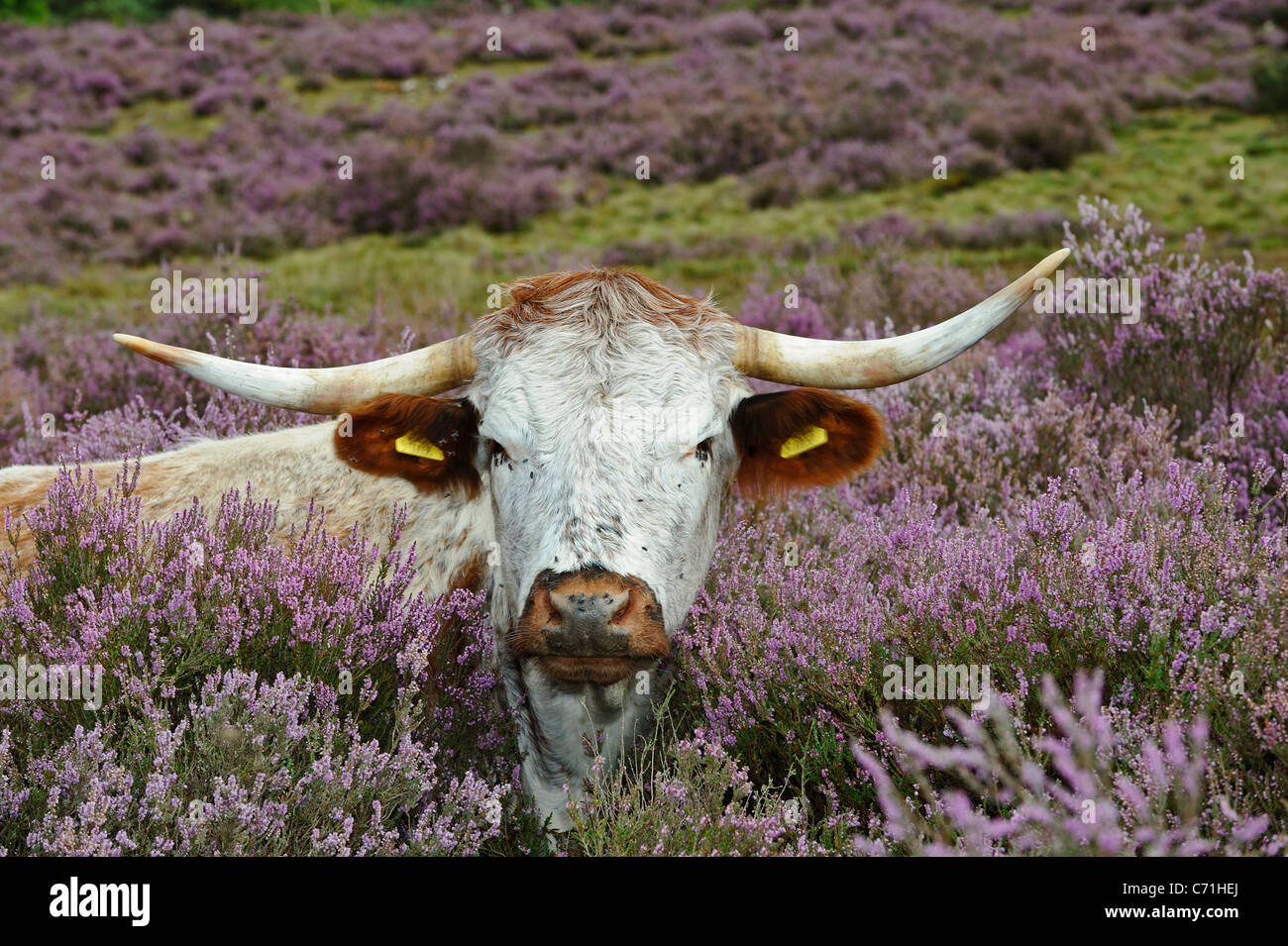 The English Longhorn cattle resting or feeding in Sherwood forest ...
