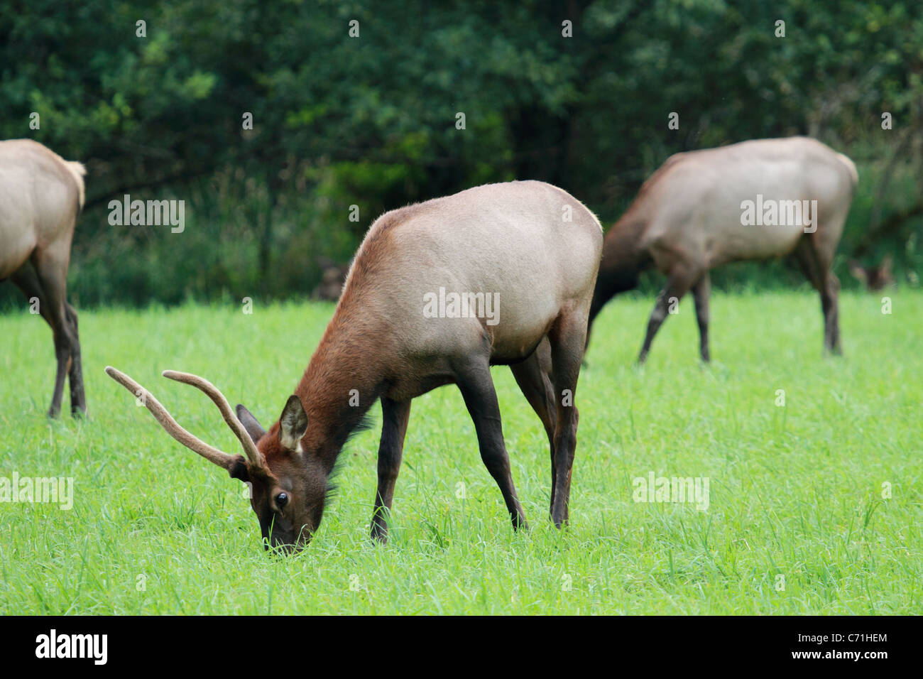 A spike horned Roosevelt Elk eating grass in a field in the NorthWest ...