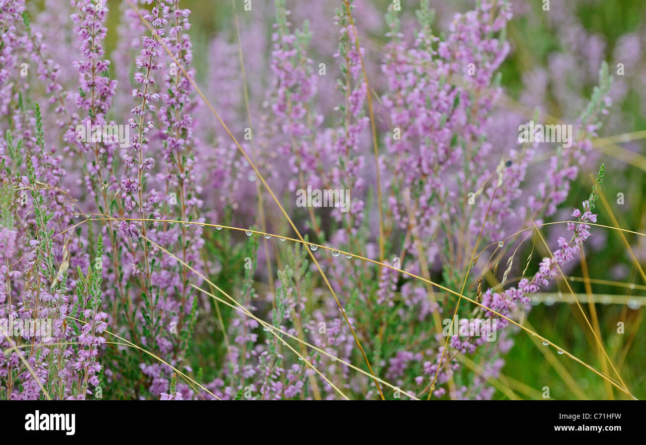 The common heather or ling in full later summer flower Stock Photo - Alamy