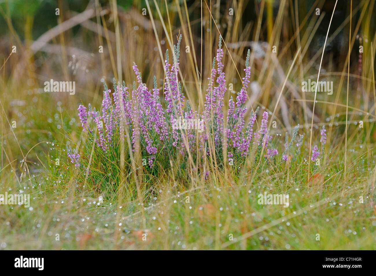 The common heather or ling in full later summer flower Stock Photo - Alamy