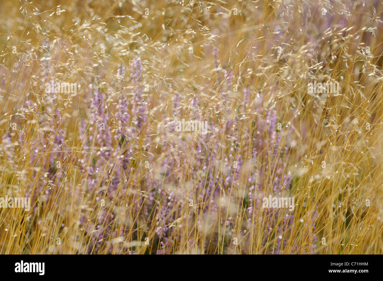 Heather seed hi-res stock photography and images - Alamy