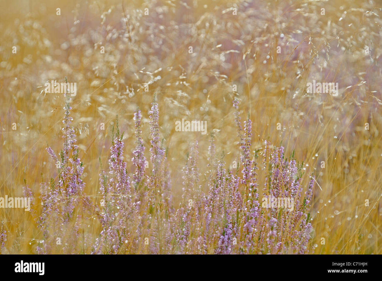 Heather seed hi-res stock photography and images - Alamy