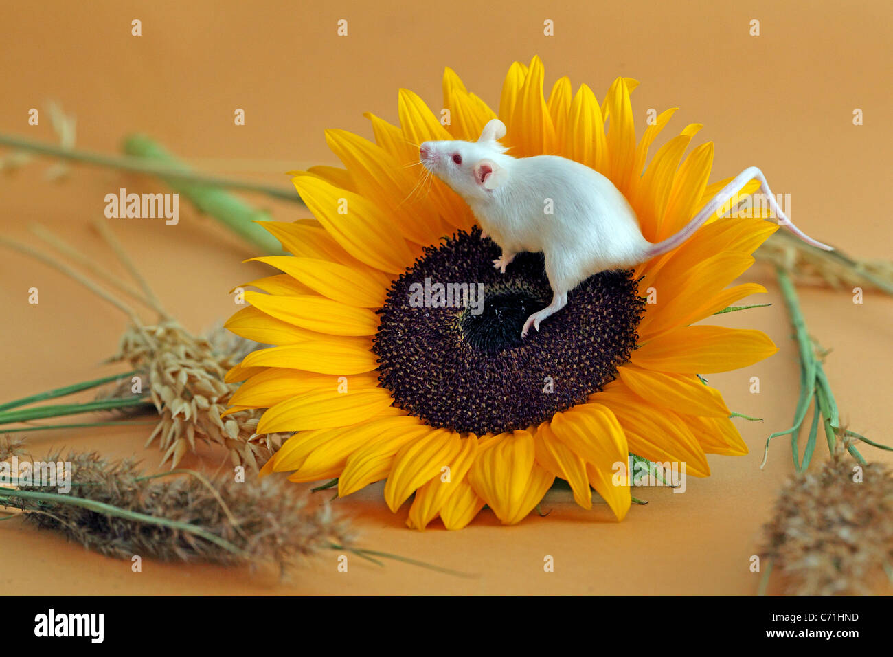 sunflower and white mouse Stock Photo - Alamy