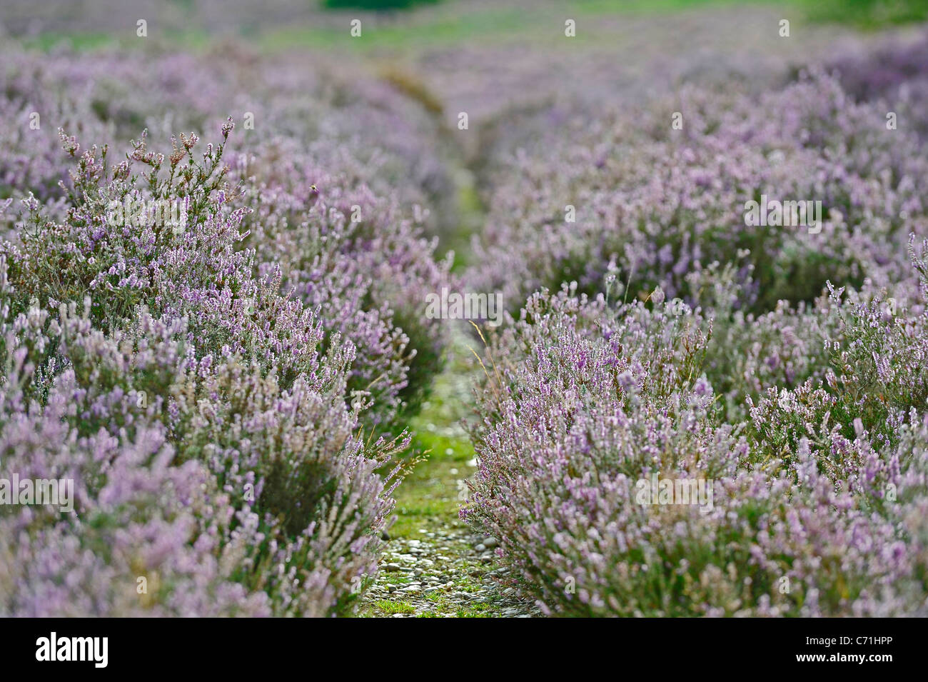 The common heather or ling in full later summer flower Stock Photo - Alamy