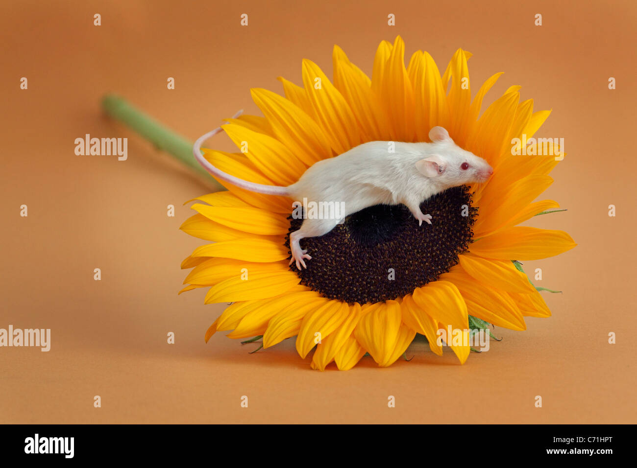 sunflower and white mouse Stock Photo - Alamy