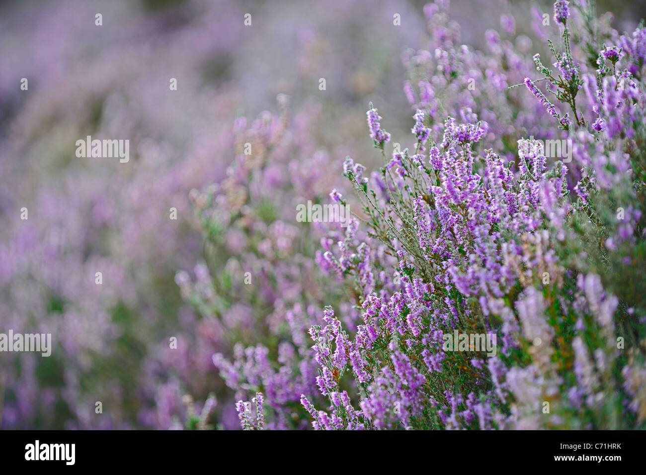 The common heather or ling in full later summer flower Stock Photo - Alamy