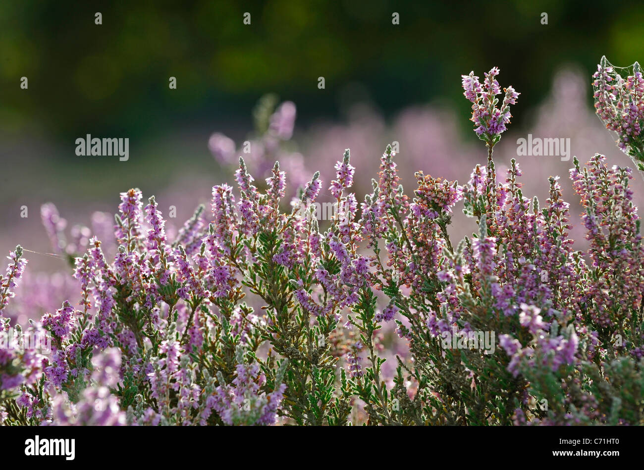 The common heather or ling in full later summer flower Stock Photo - Alamy