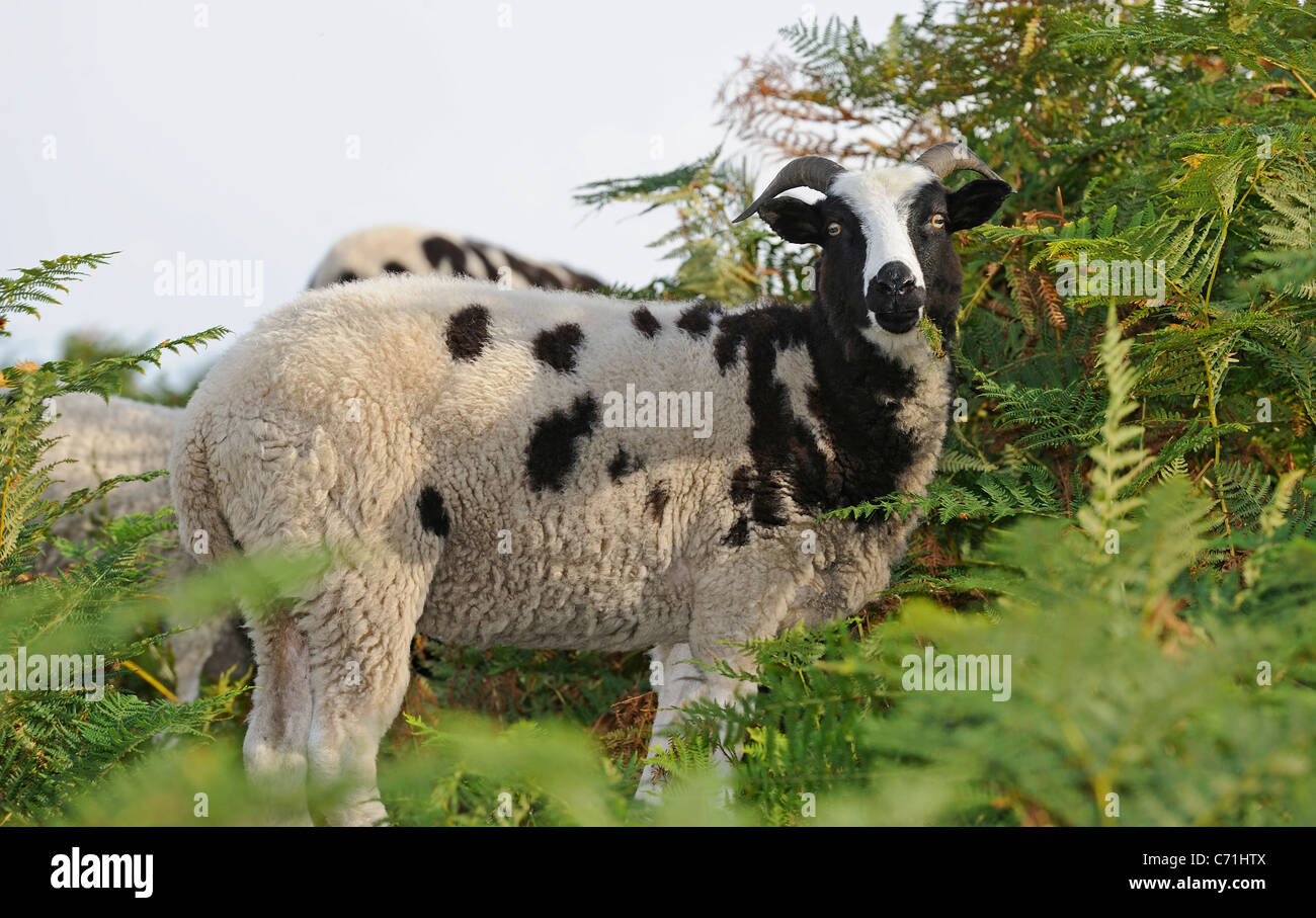 The Jacob Sheep which is an ancient breed of horned sheep being ...