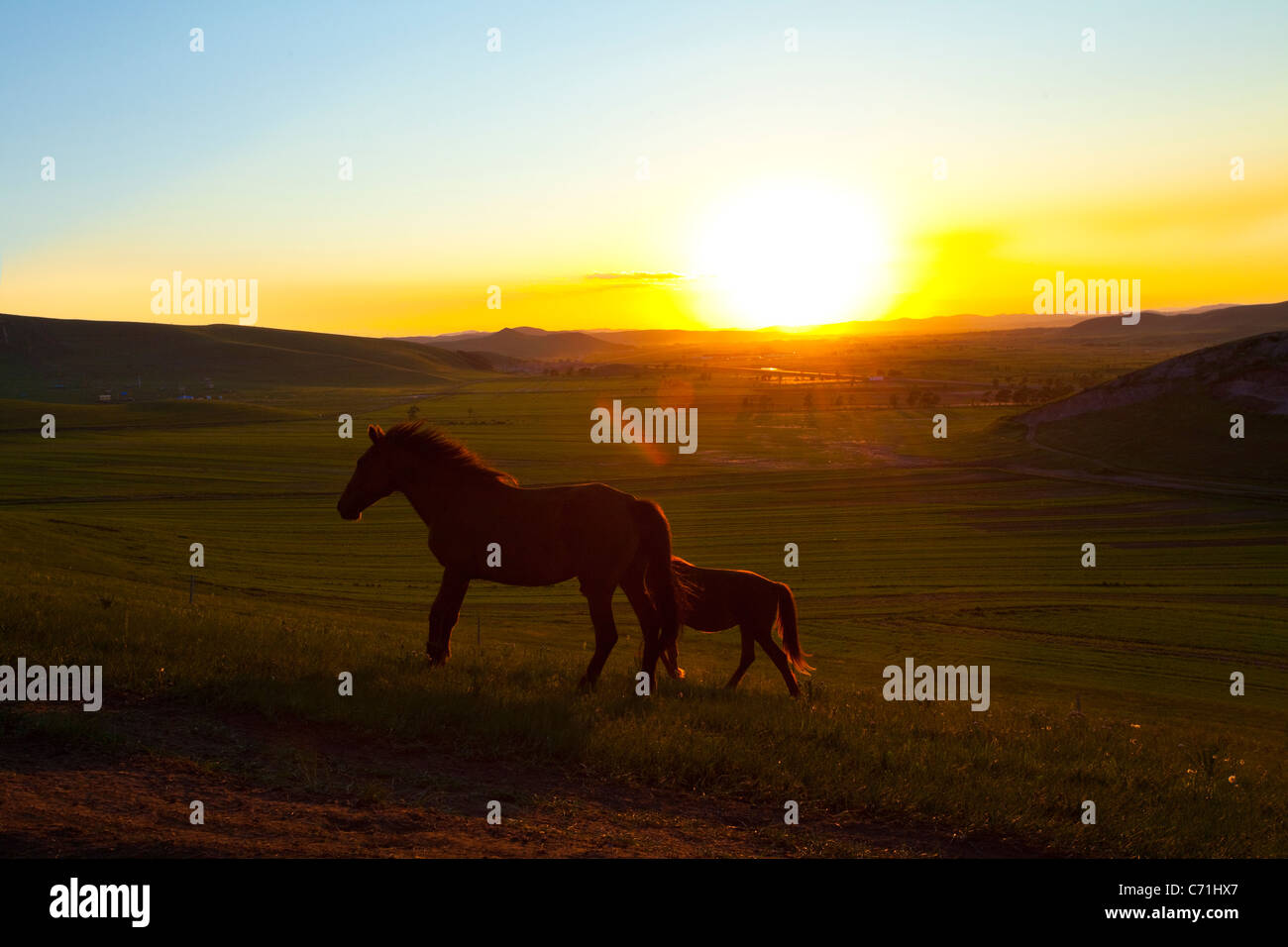 Sun rising over a field with wild horses Stock Photo - Alamy