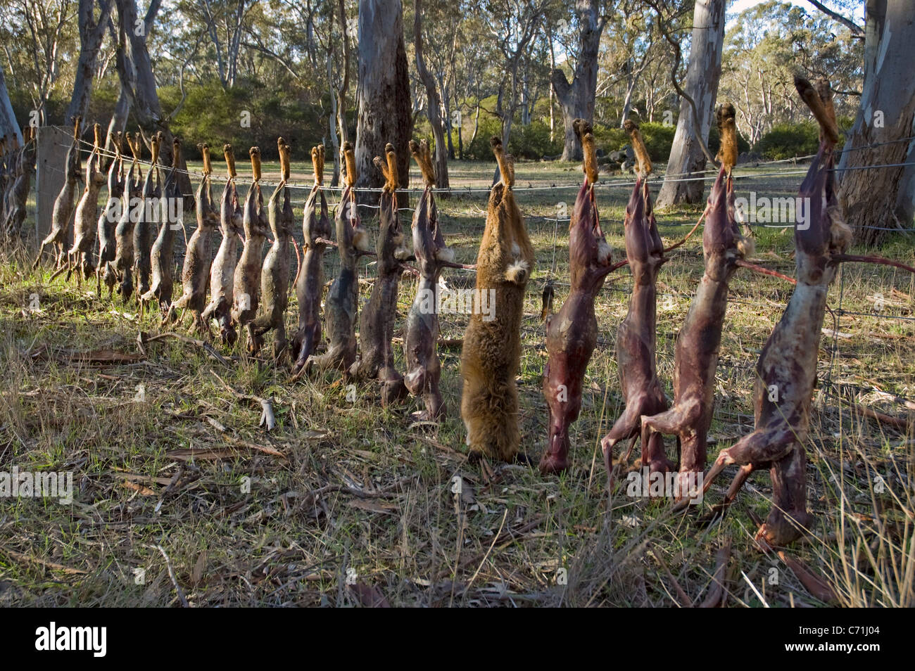 Feral fox control hi-res stock photography and images - Alamy