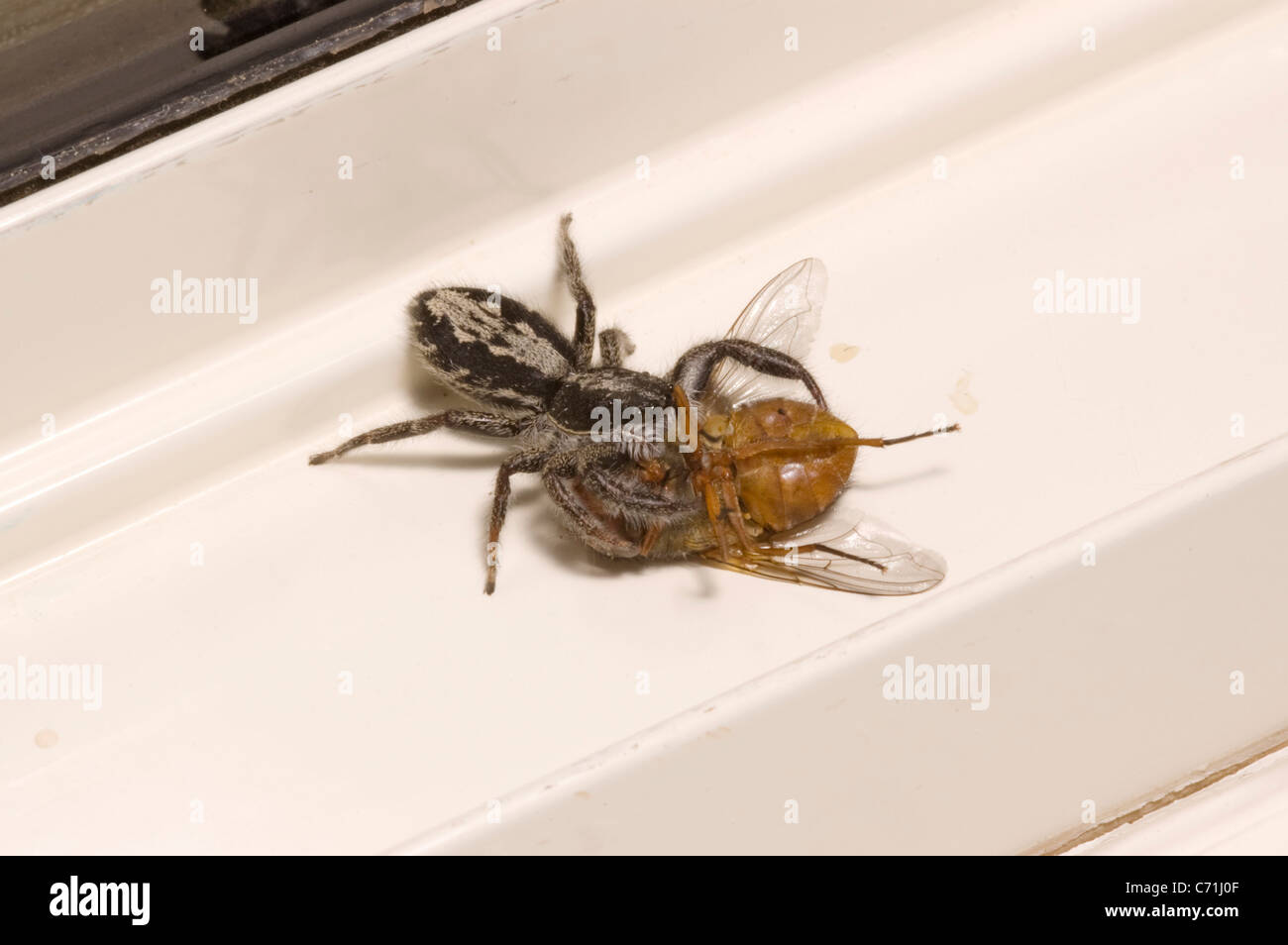 Australian jumping spider catches a fly Stock Photo - Alamy