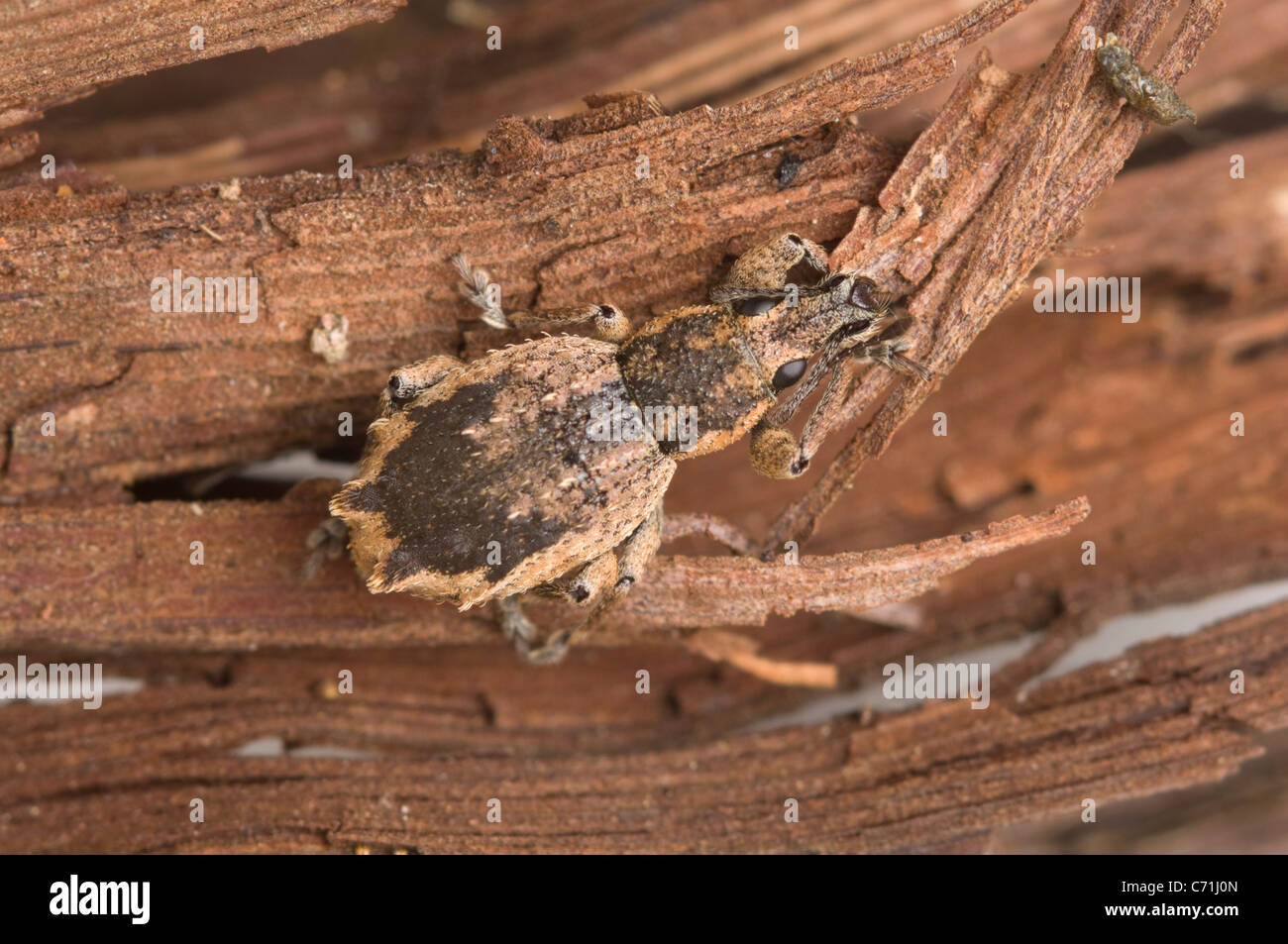 Cryptic coloring hi-res stock photography and images - Alamy