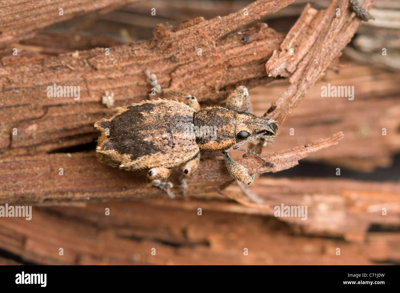 Australian weevil with cryptic coloring Stock Photo - Alamy